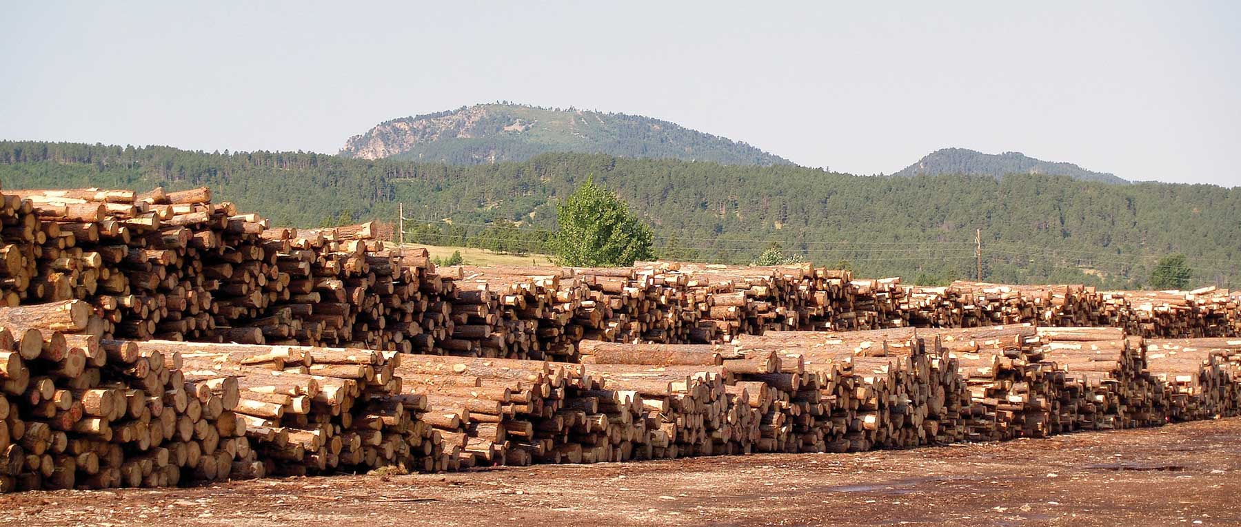 How to buy hardwoods | Woodshop News Magazine